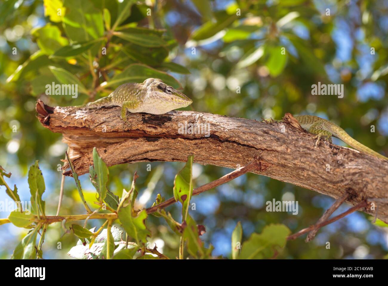 Nice lizard hi-res stock photography and images - Alamy