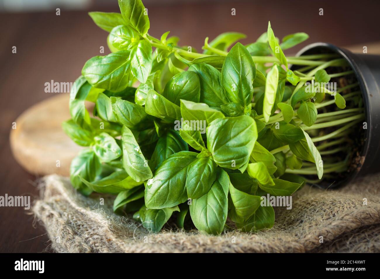 Fresh basil plant Stock Photo - Alamy