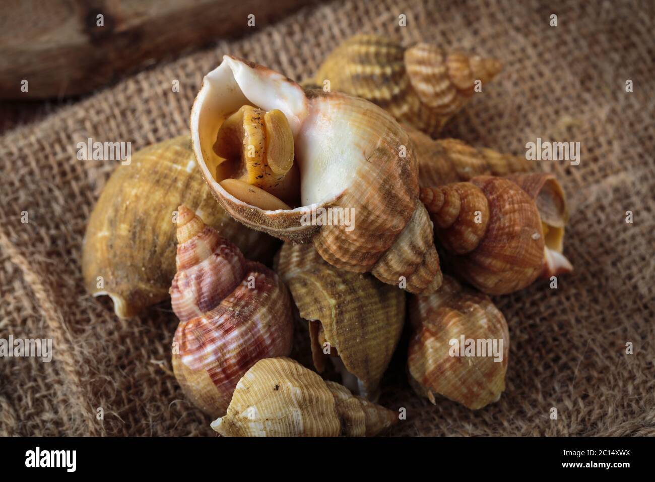 Whelks shell hi-res stock photography and images - Alamy