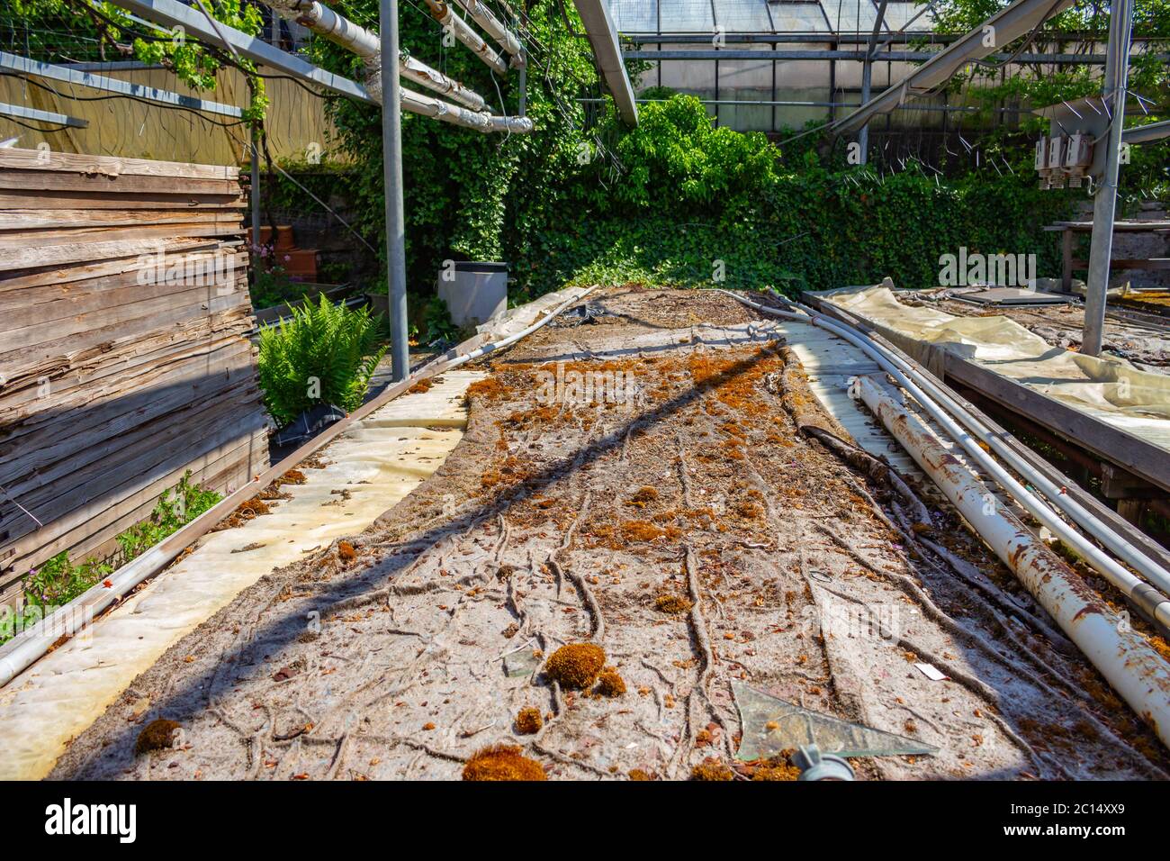 Old damaged plant table in a abandoned greenhouse Stock Photo - Alamy