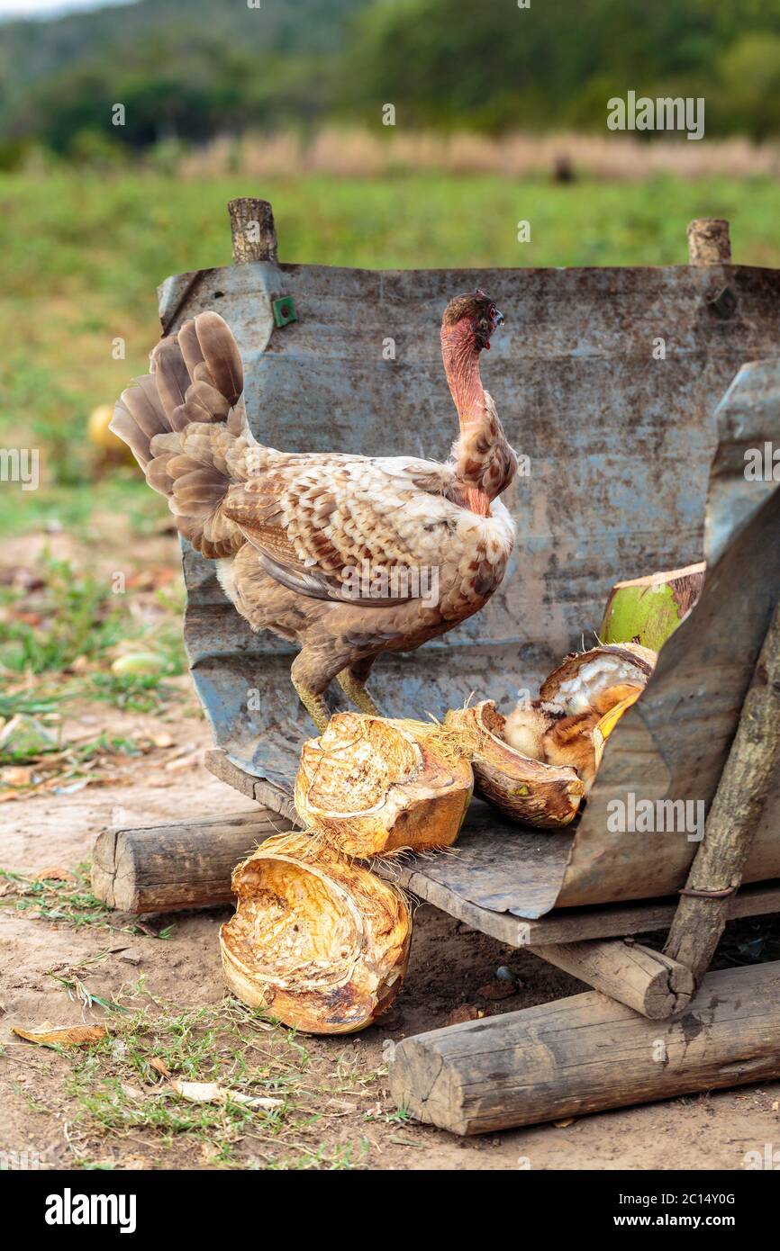 Wild chicken hi-res stock photography and images - Alamy