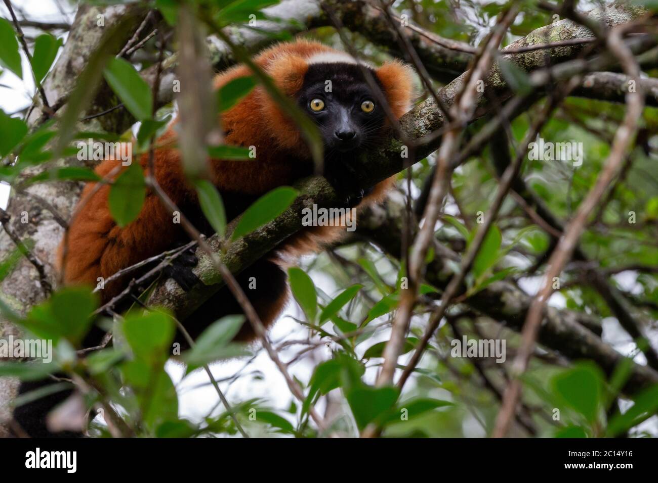 One red Vari Lemur sits on a branch of a tree Stock Photo - Alamy