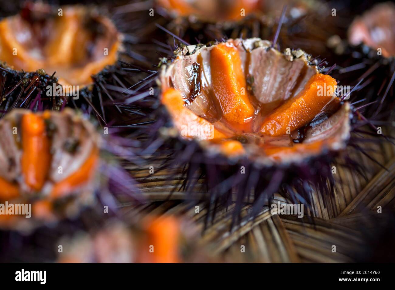 Fresh sea urchins Stock Photo - Alamy