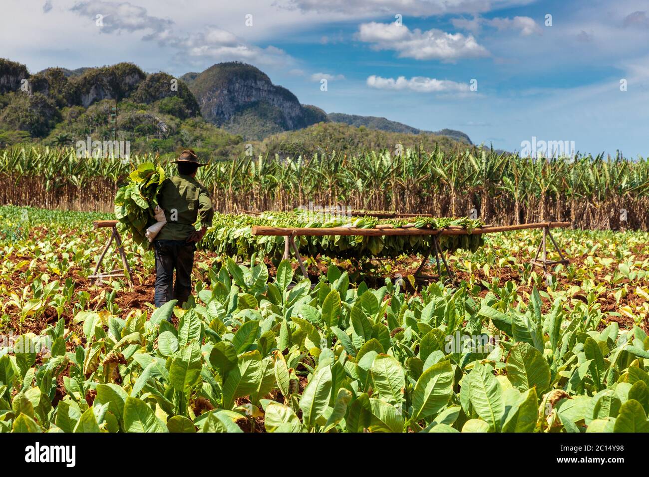 Tobacco harvest colonial hi-res stock photography and images - Alamy