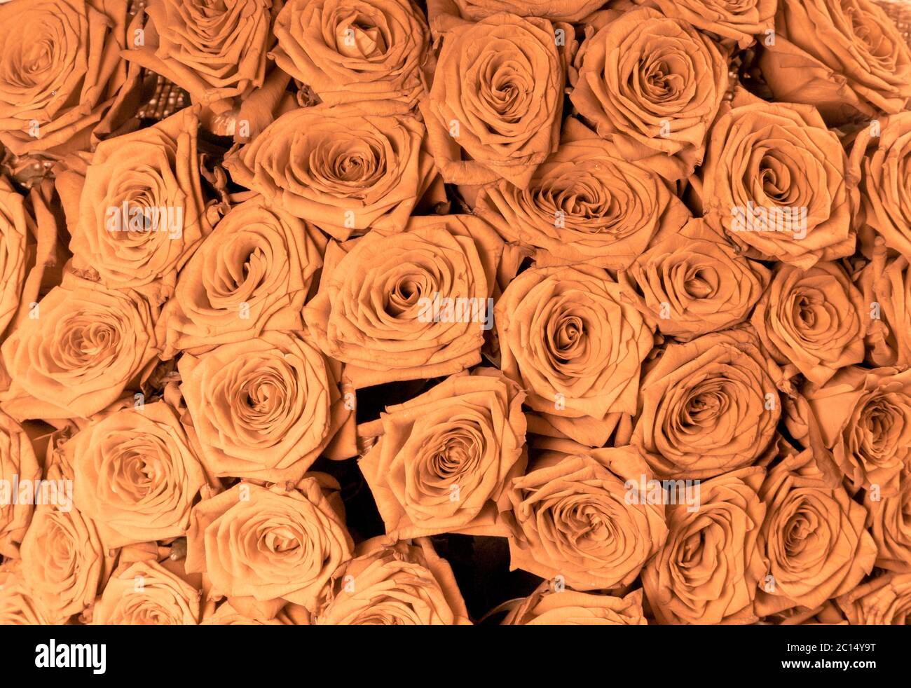 Tan and peach rosesbackground pattern Stock Photo - Alamy