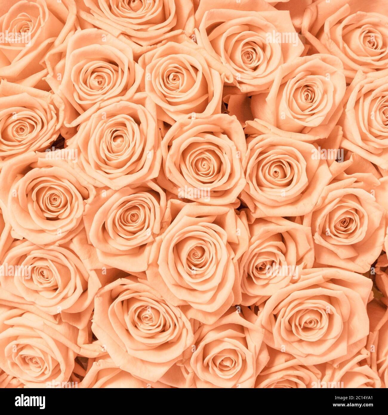 Tan and peach rosesbackground pattern Stock Photo - Alamy