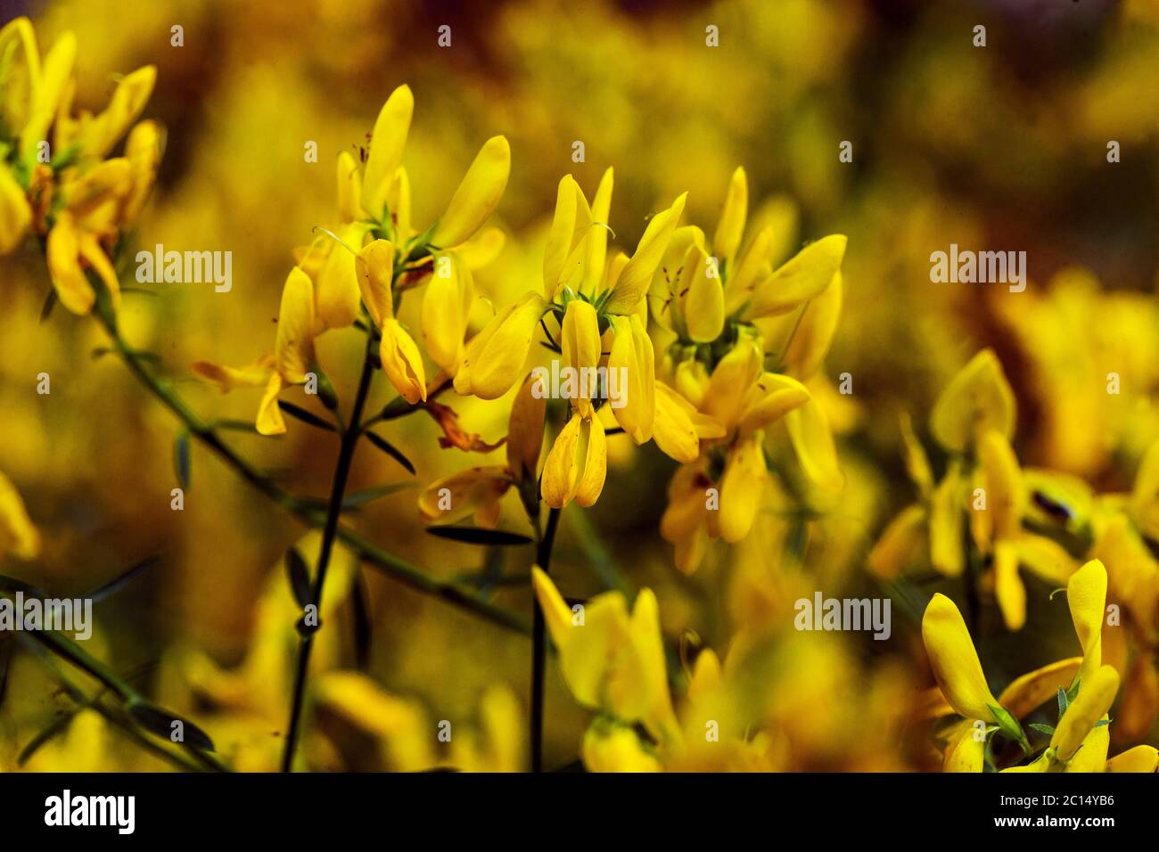 Genista lydia garden hi-res stock photography and images - Alamy