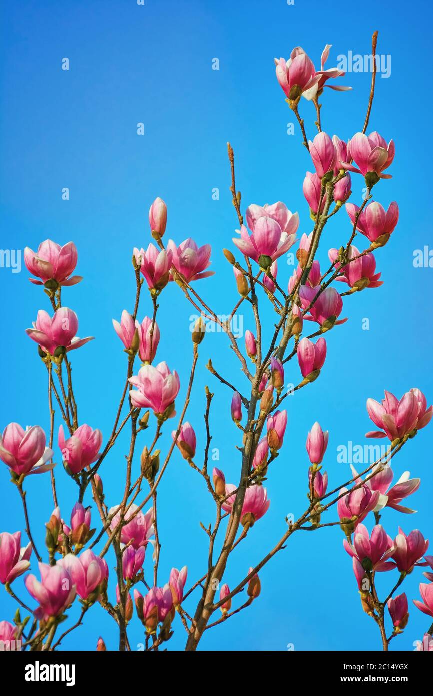 Magnolia carpels hi-res stock photography and images - Alamy