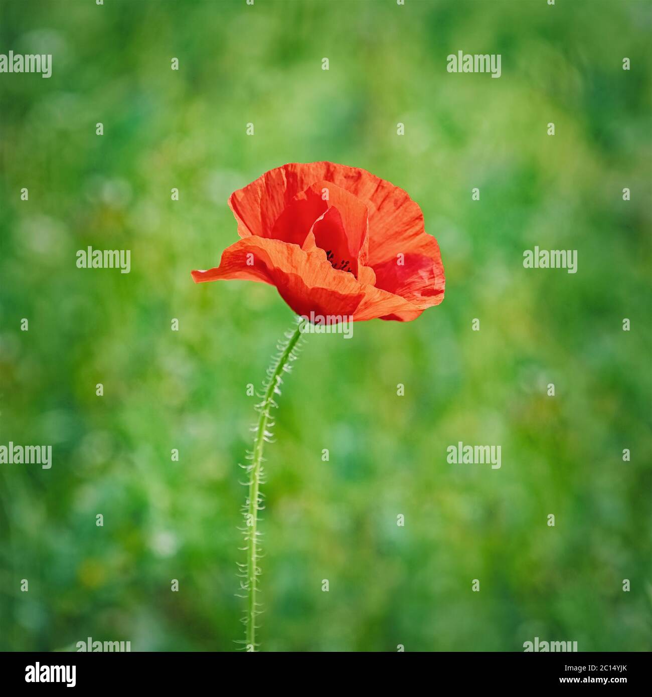 Open poppy head hi-res stock photography and images - Alamy