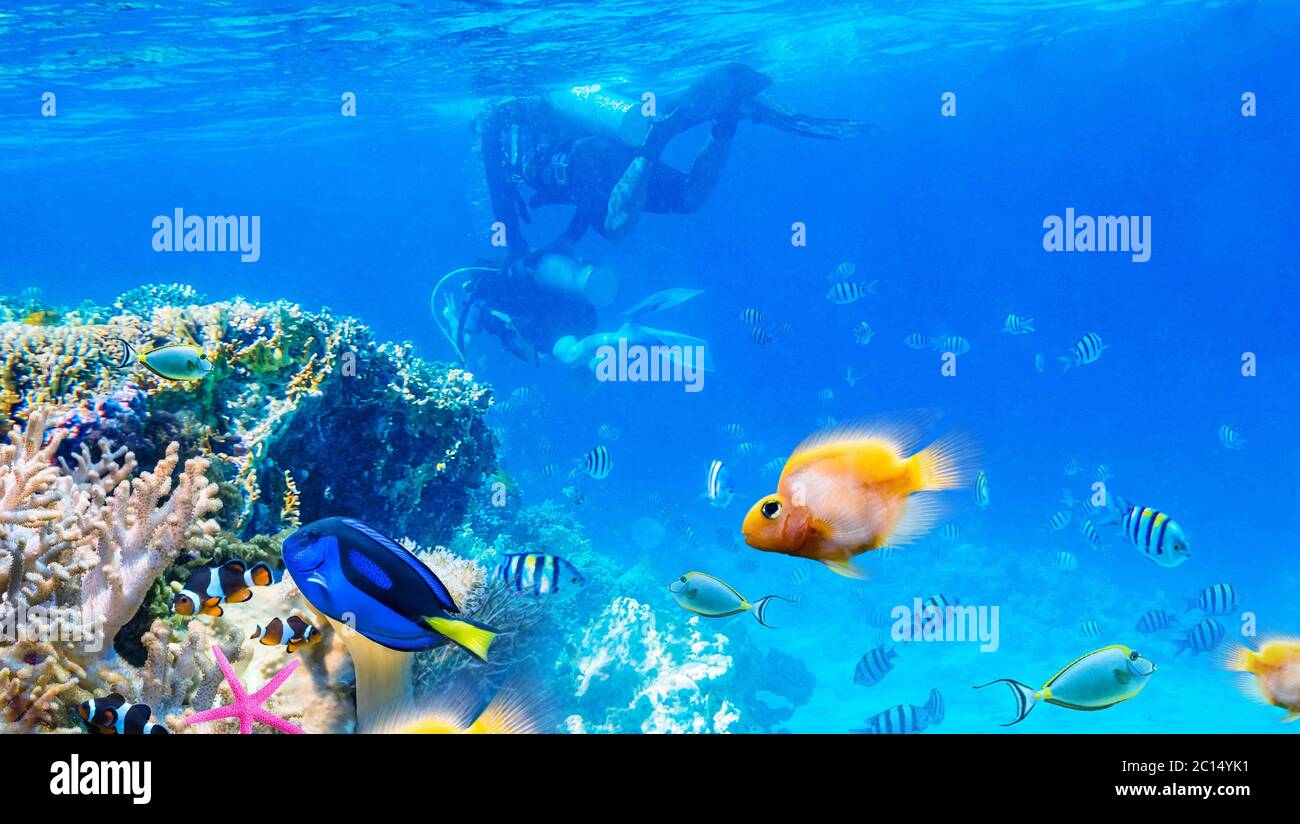 Beautifiul underwater world with tropical fish and divers Stock Photo ...