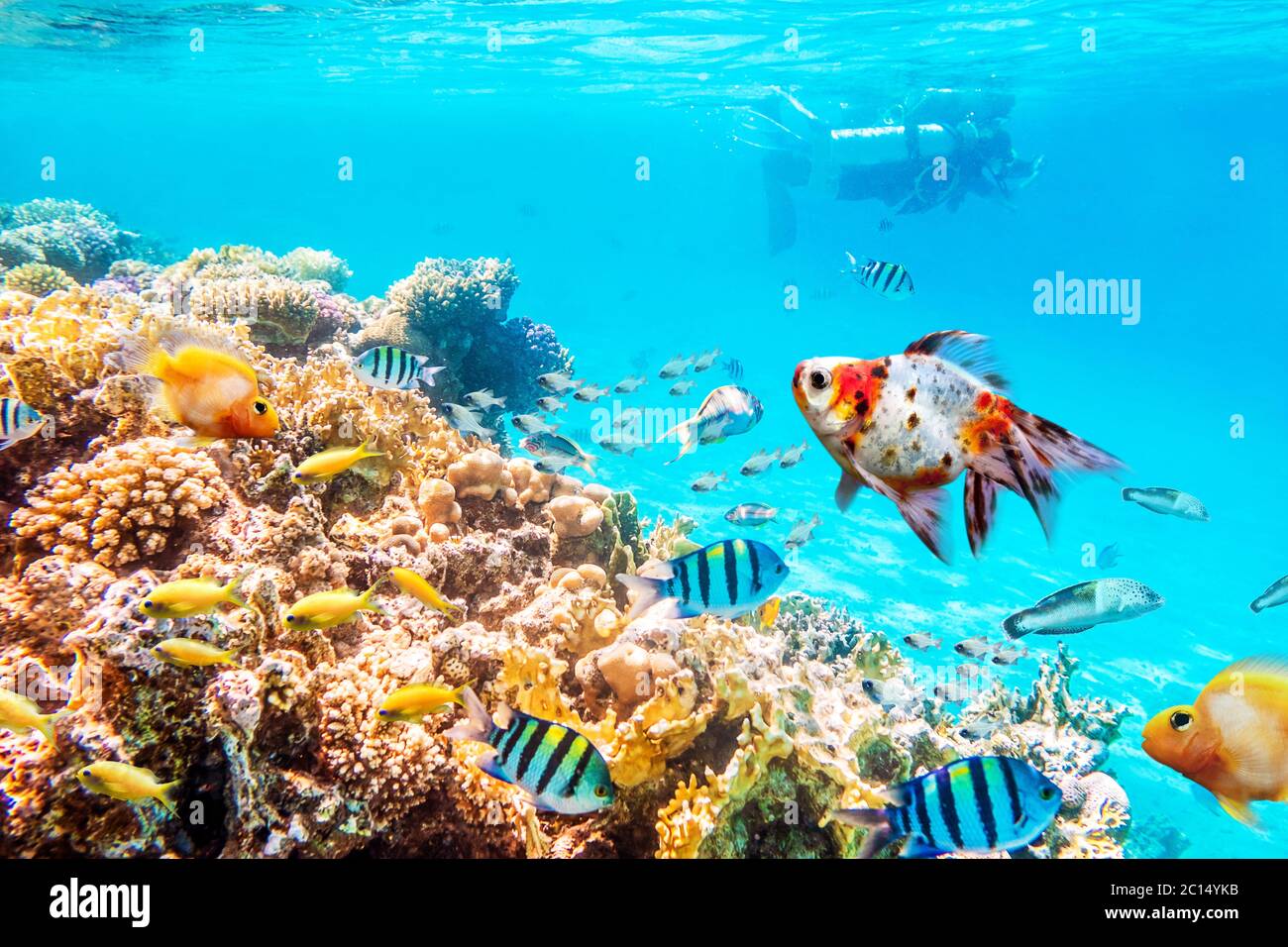 Coral reefs and fish, underwater world Stock Photo - Alamy