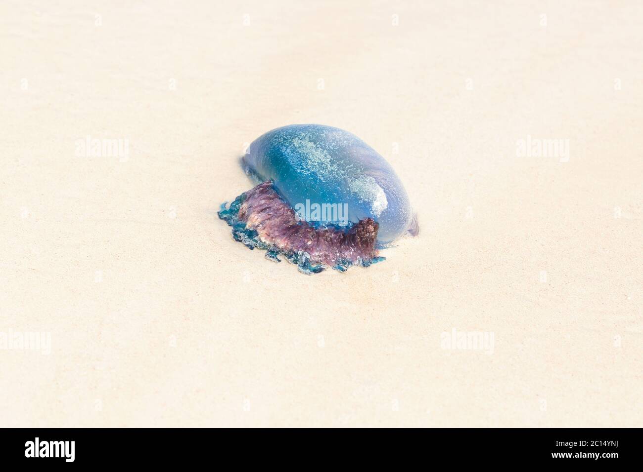 Caribbean Jelly Fish Stock Photo - Alamy