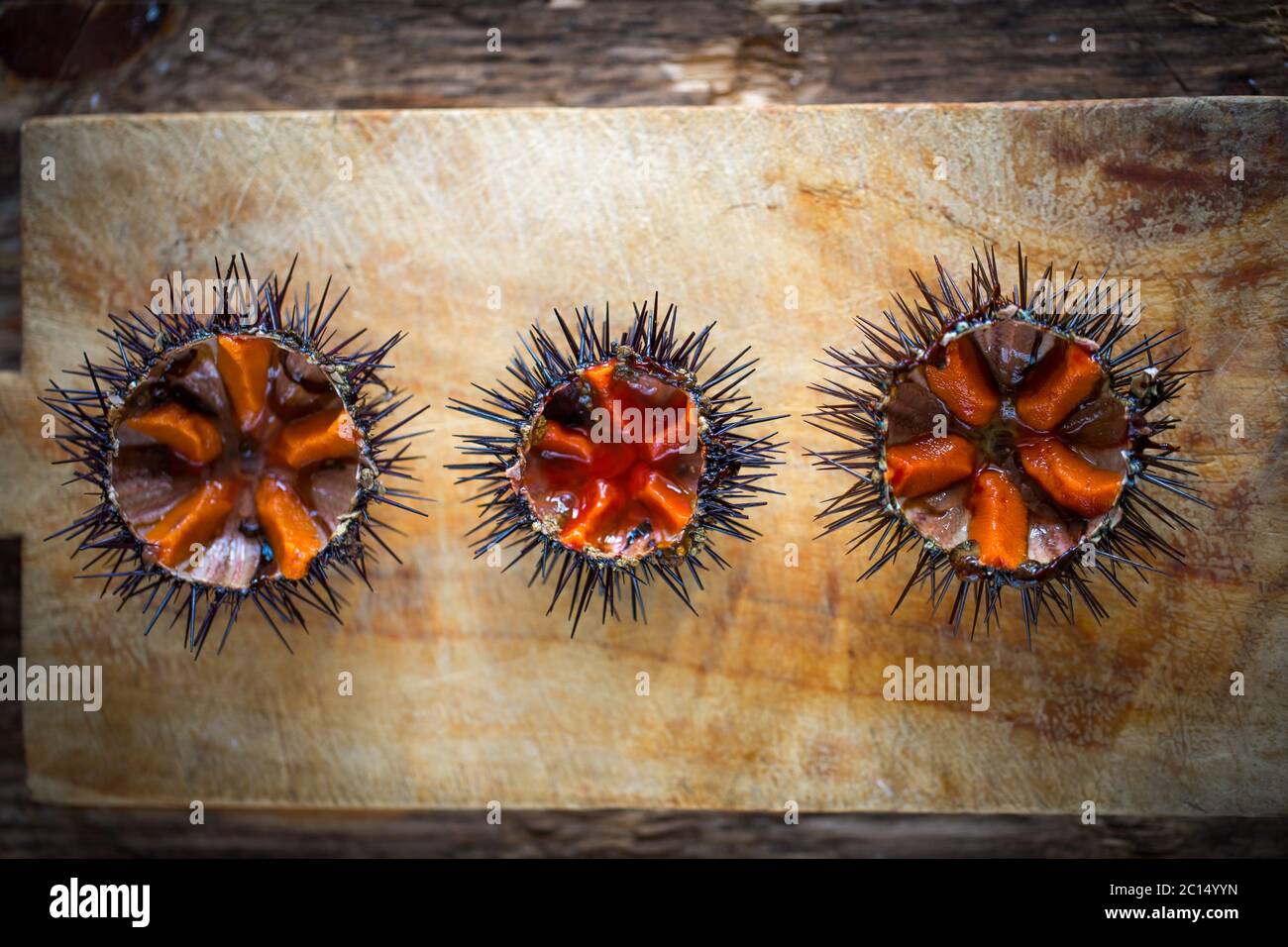 Fresh sea urchins Stock Photo - Alamy