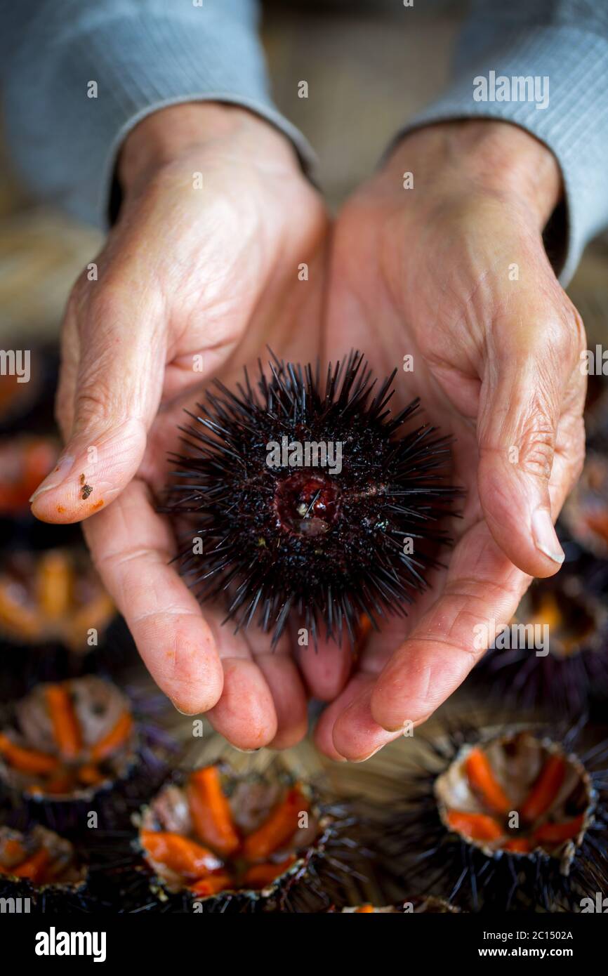Fresh sea urchins Stock Photo - Alamy