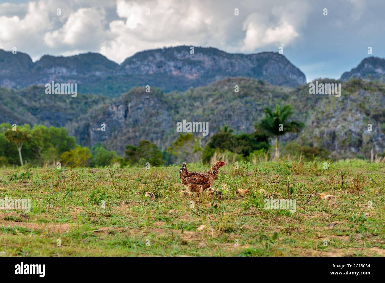 Wild chicken hi-res stock photography and images - Alamy