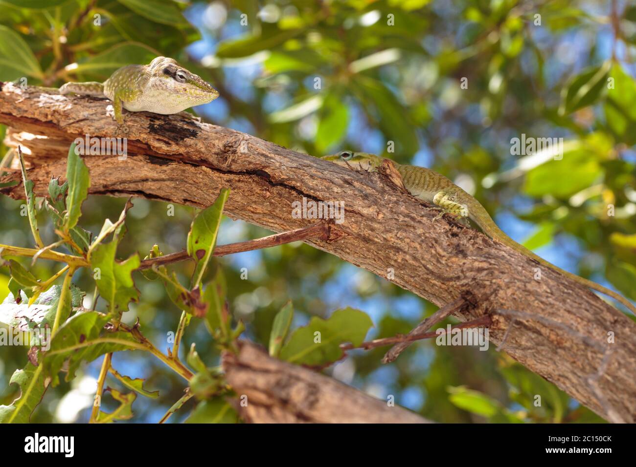 Gecko blanco hi-res stock photography and images - Alamy