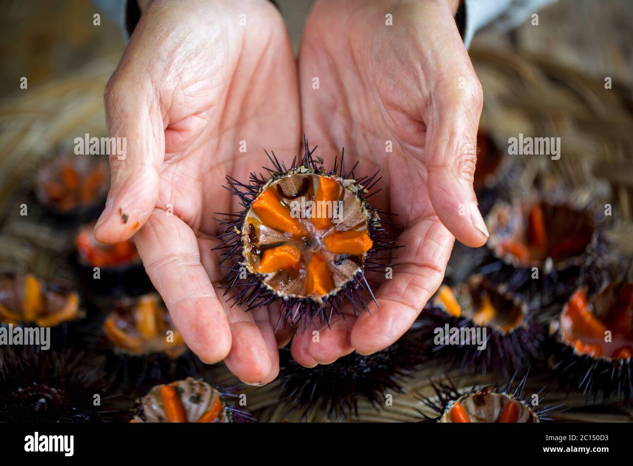 Fresh sea urchins Stock Photo - Alamy