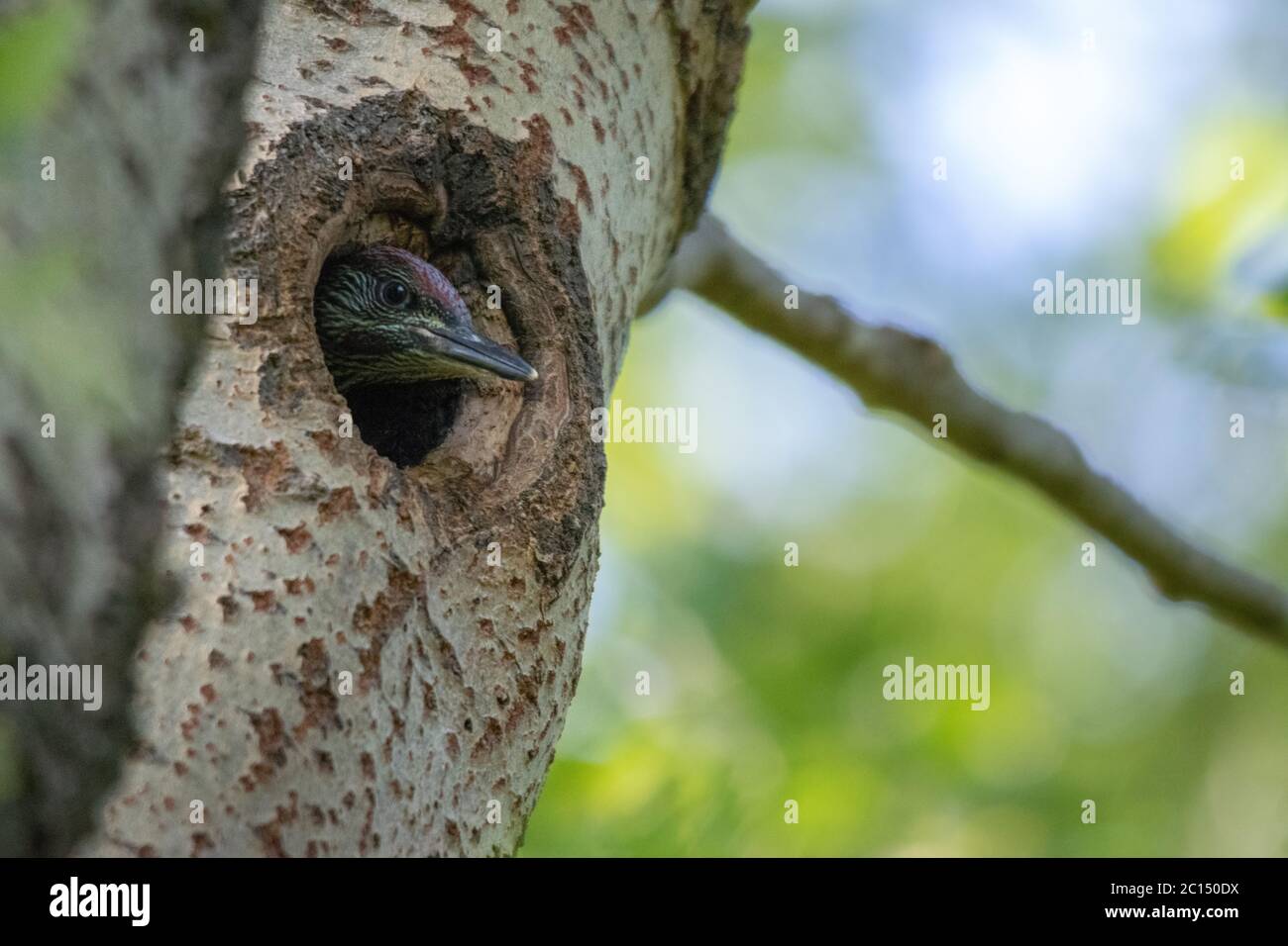 Baby woodpecker hi-res stock photography and images - Alamy