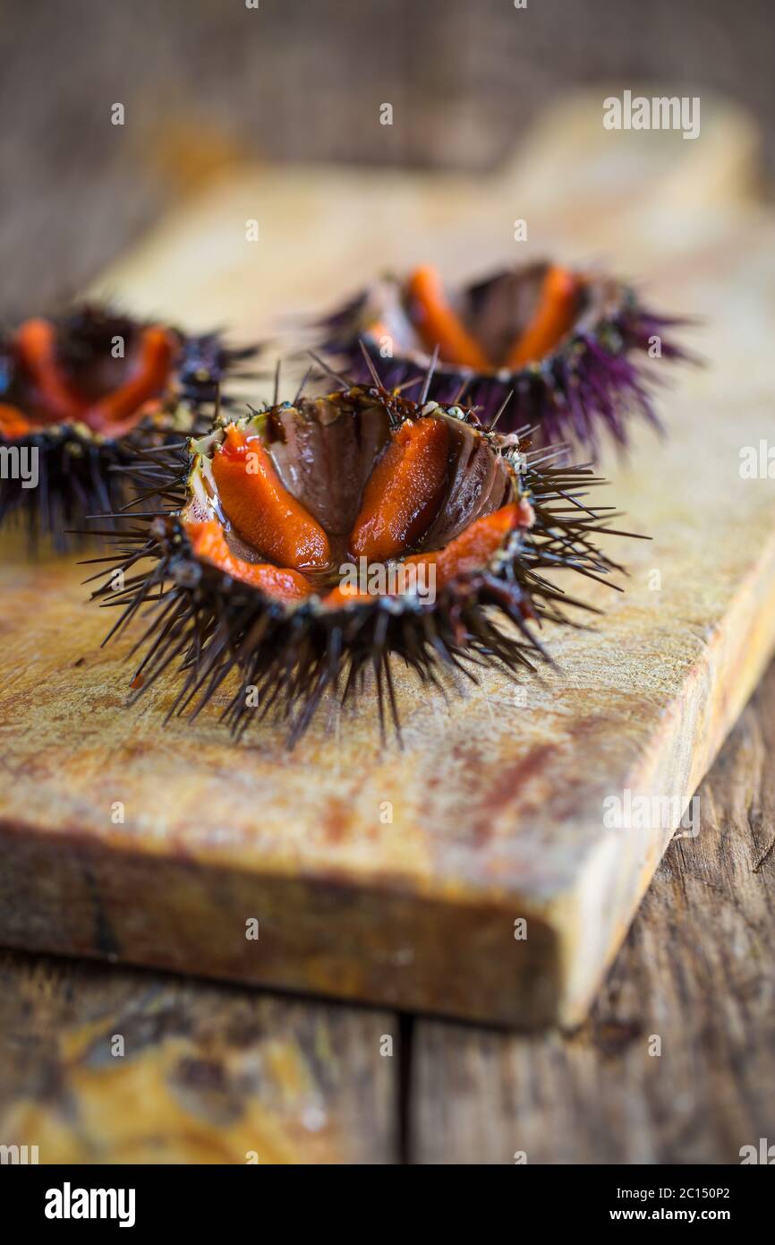 Fresh sea urchins Stock Photo - Alamy