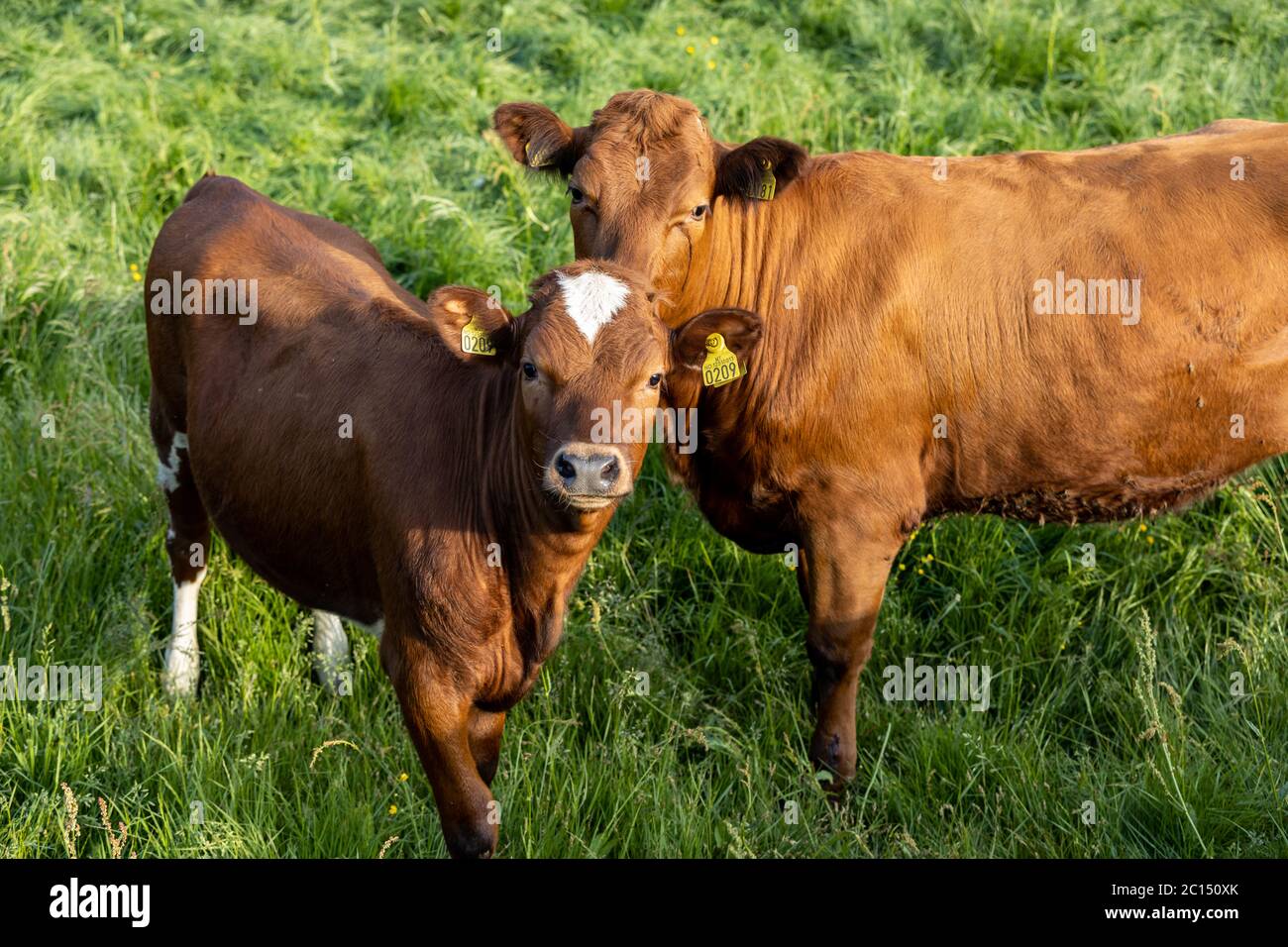 Norway farm cows hi-res stock photography and images - Alamy