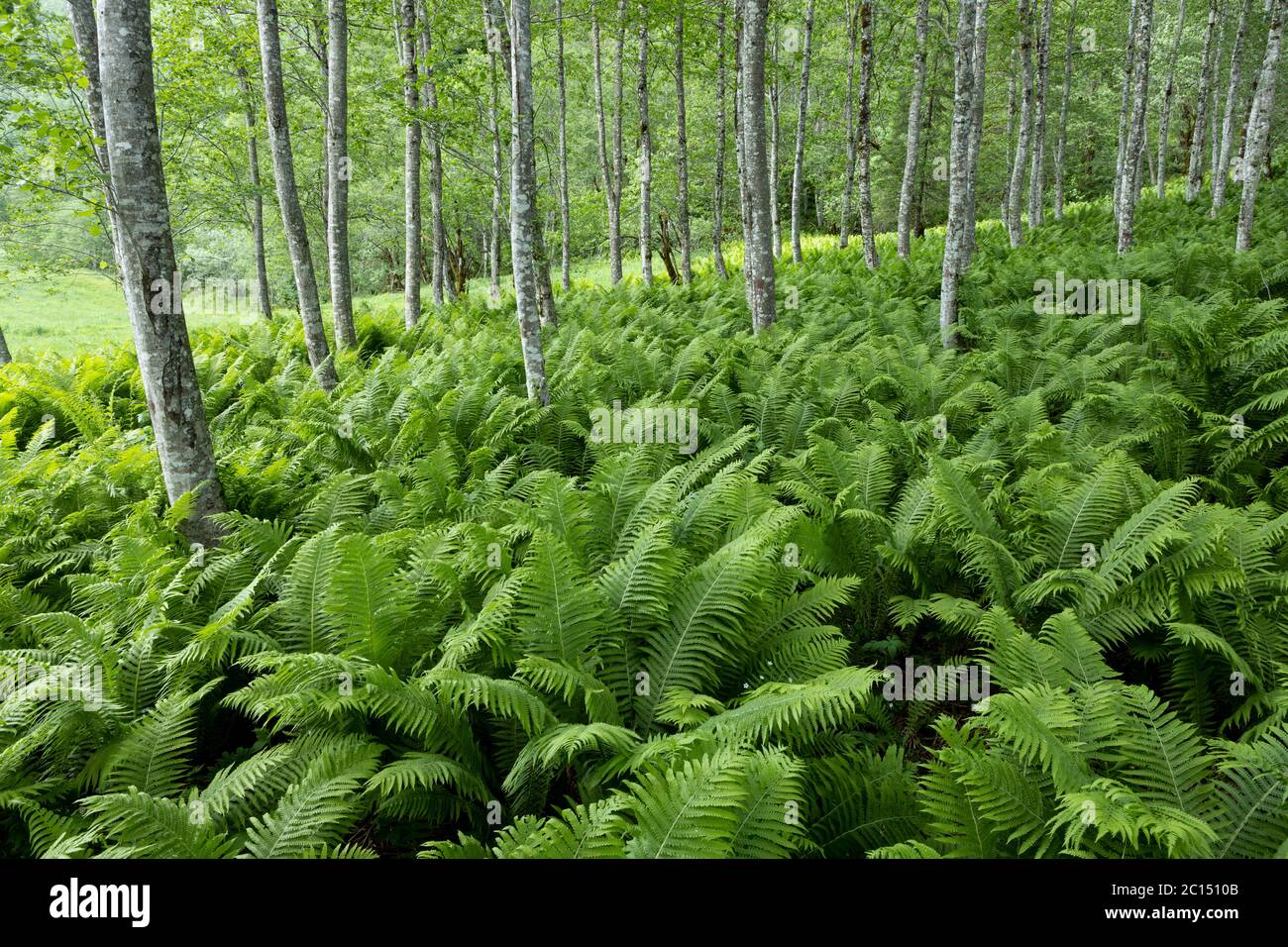 Fern covered forest floor hi-res stock photography and images - Alamy