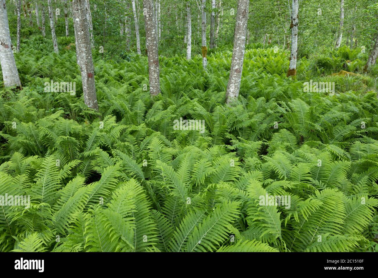 Forest fern garden floor hi-res stock photography and images - Alamy