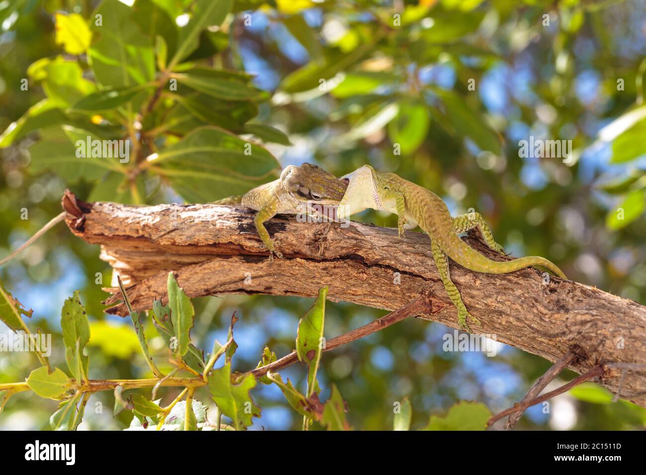 Gecko blanco hi-res stock photography and images - Alamy