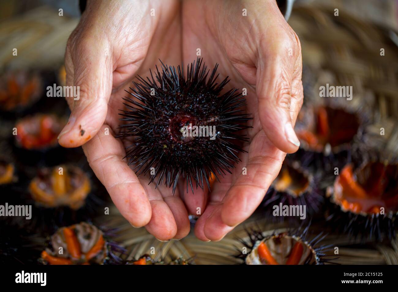 Fresh sea urchins Stock Photo - Alamy