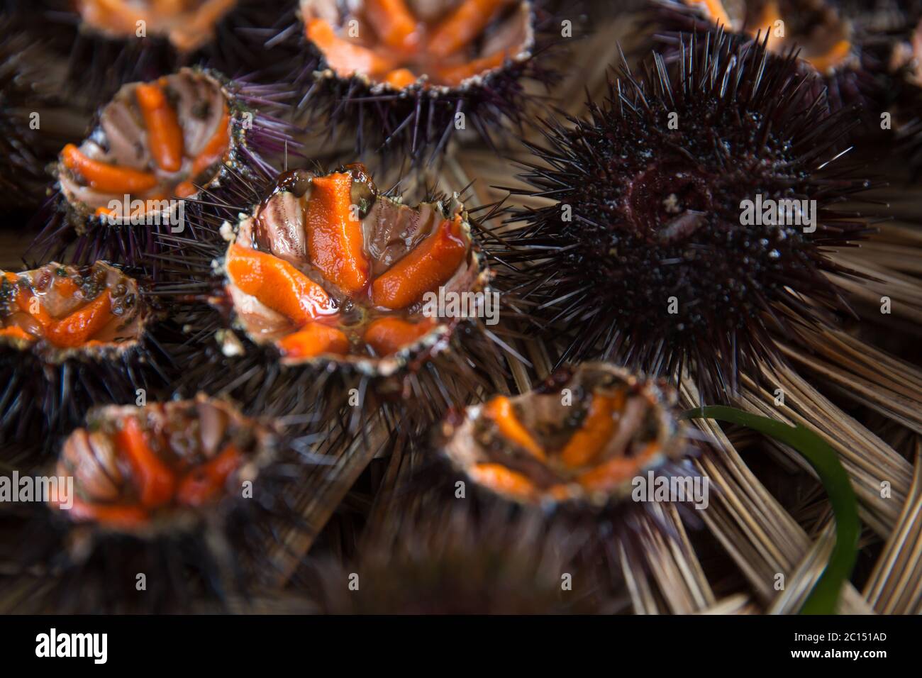 Fresh sea urchins Stock Photo - Alamy