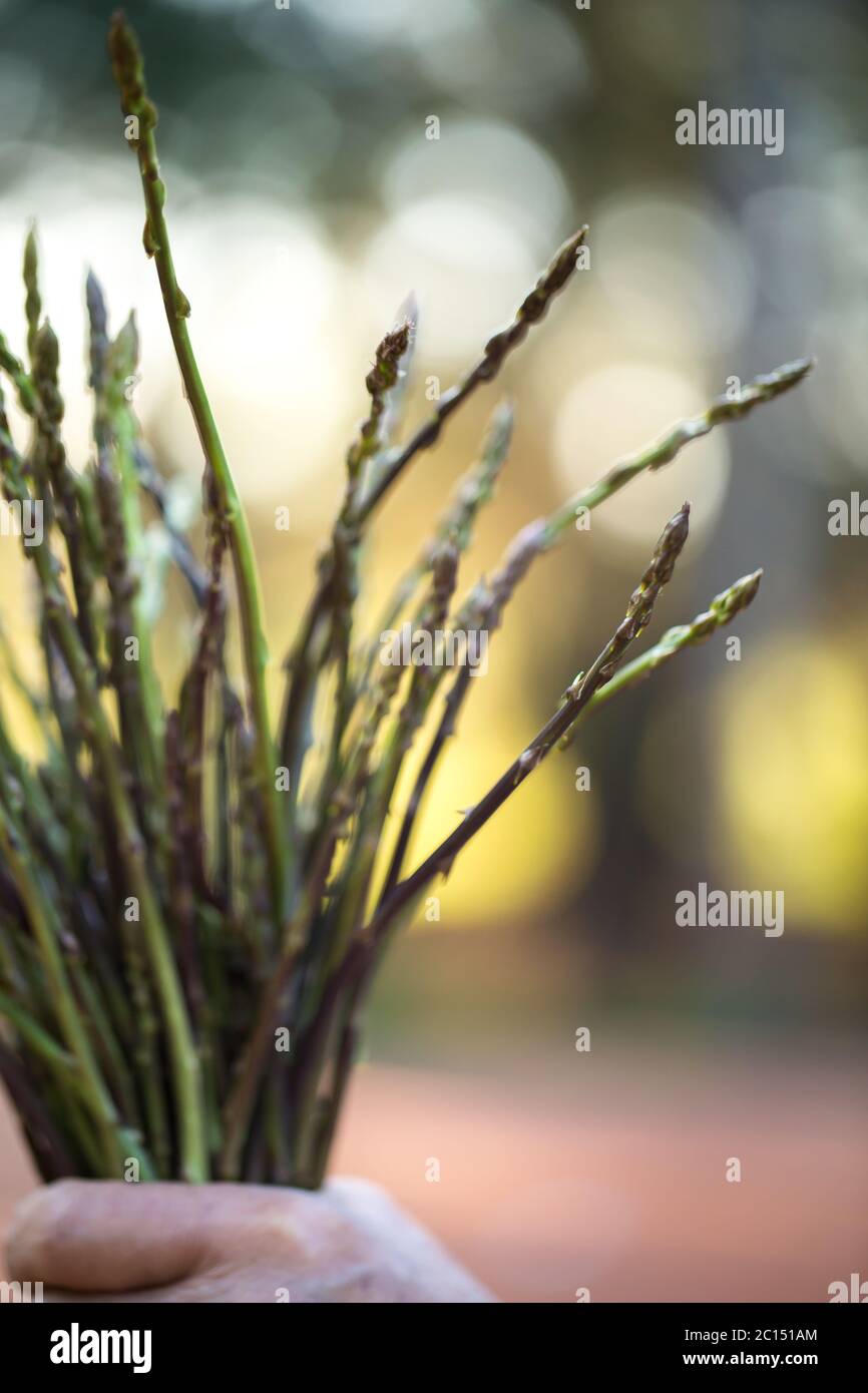 Wild asparagus hi-res stock photography and images - Alamy