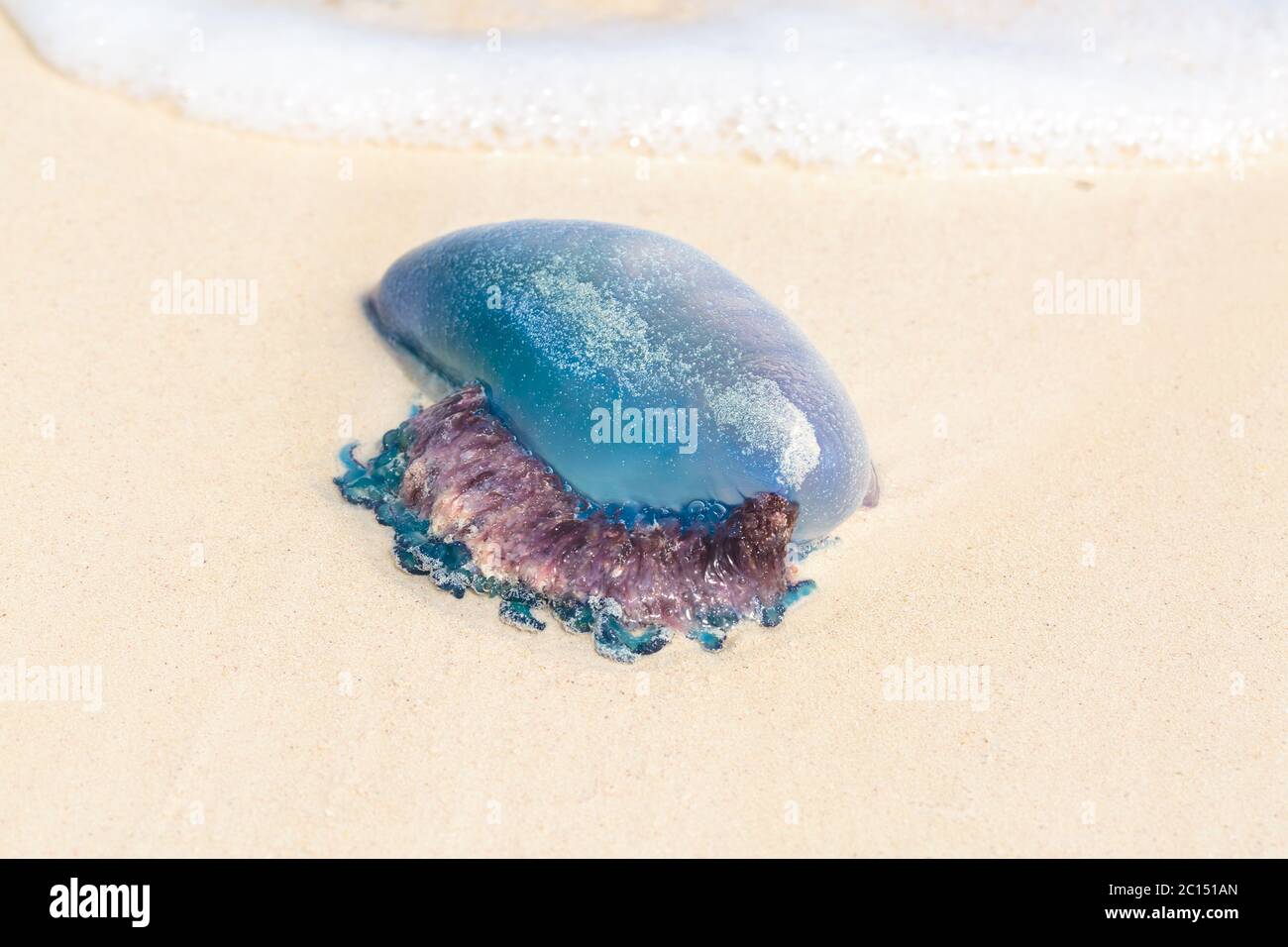 Caribbean Jelly Fish Stock Photo - Alamy