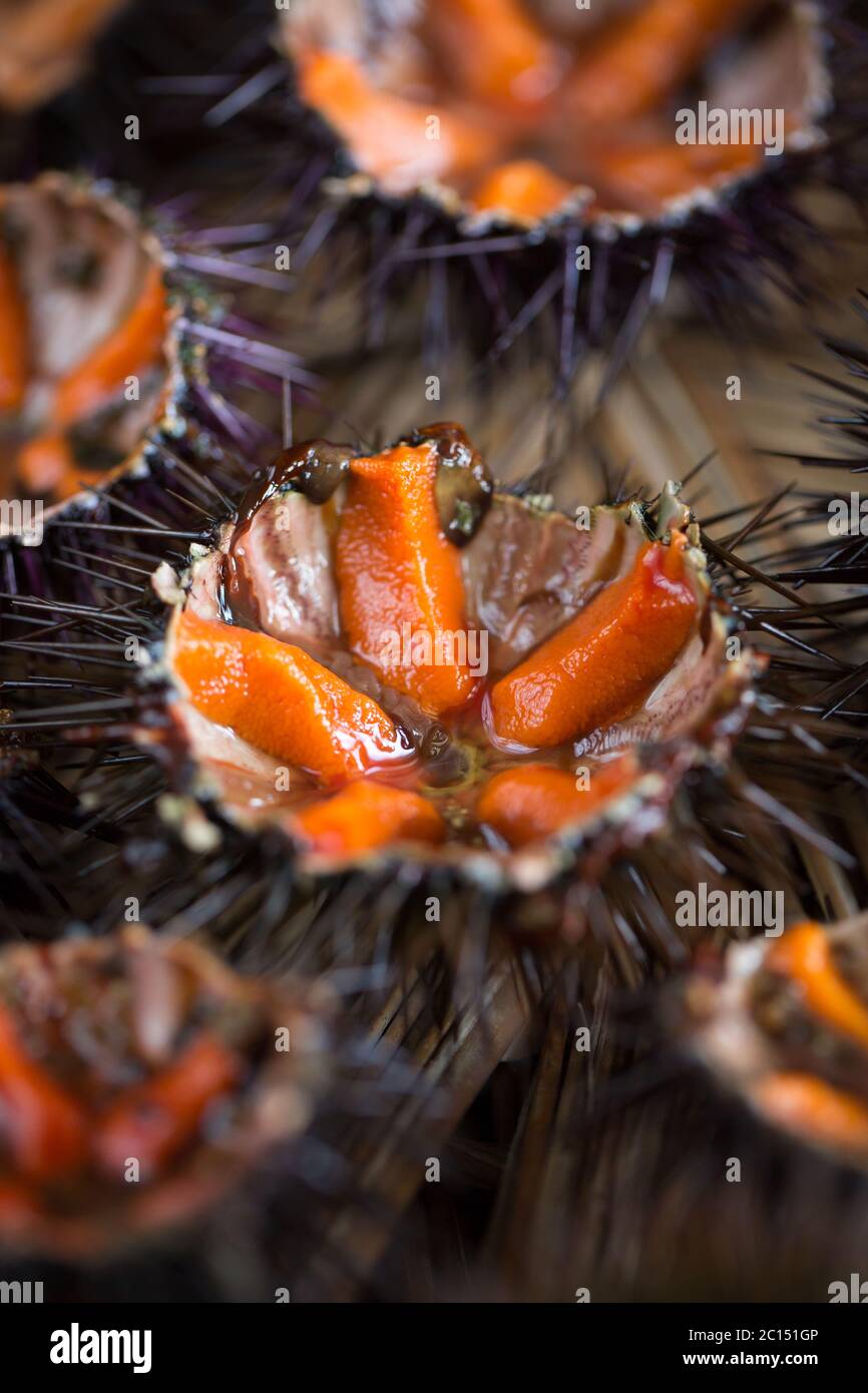 Fresh sea urchins Stock Photo - Alamy