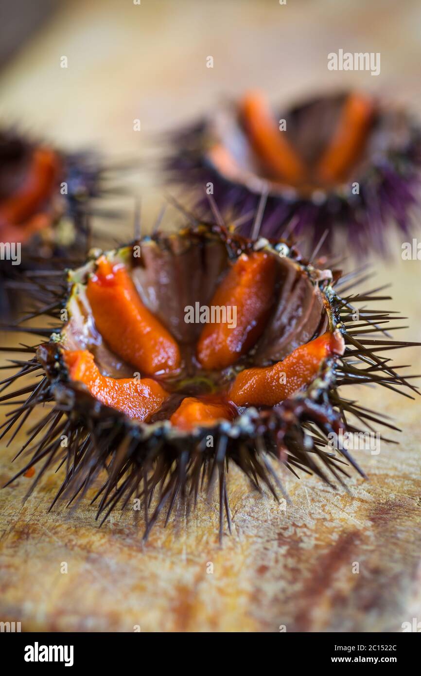 Fresh sea urchins Stock Photo - Alamy
