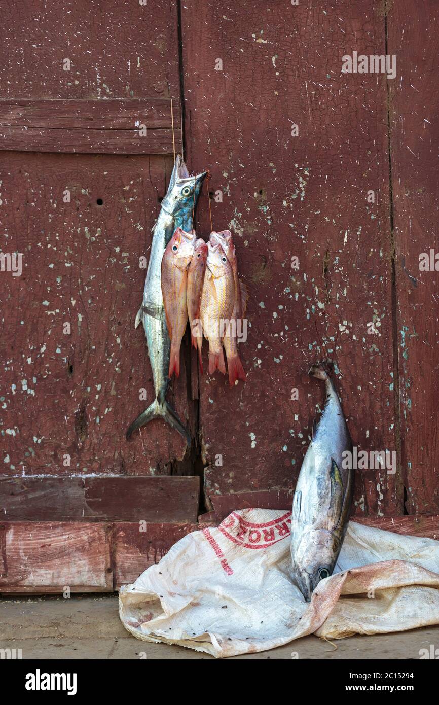 Trinidad fish market hi-res stock photography and images - Alamy