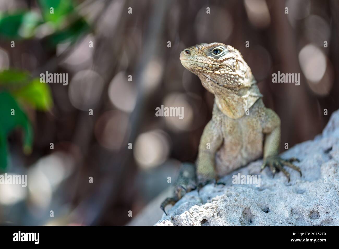 Wild Iguana, Cuba Stock Photo - Alamy