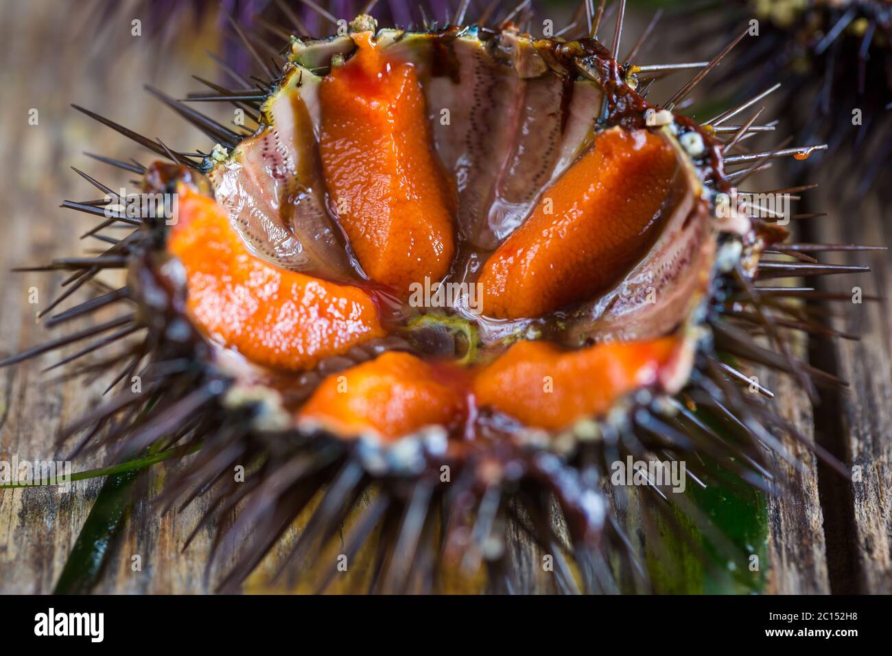 Fresh sea urchins Stock Photo - Alamy