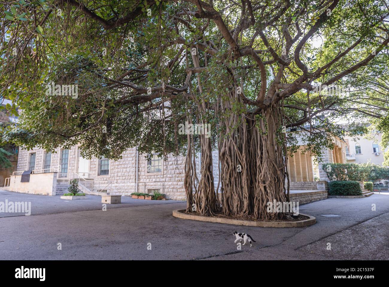 American university of beirut campus hi-res stock photography and ...