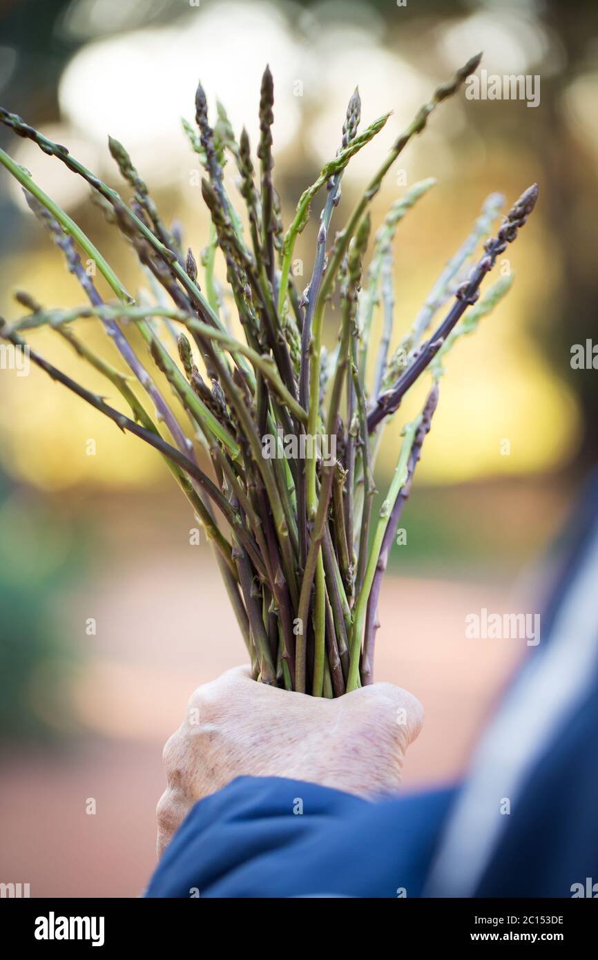 Wild Asparagus Plant High Resolution Stock Photography and Images - Alamy