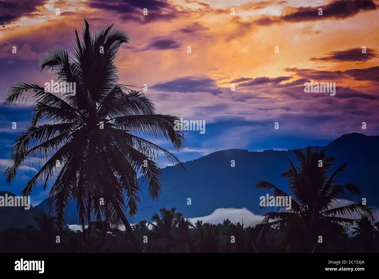 Morning in the jungle Stock Photo - Alamy