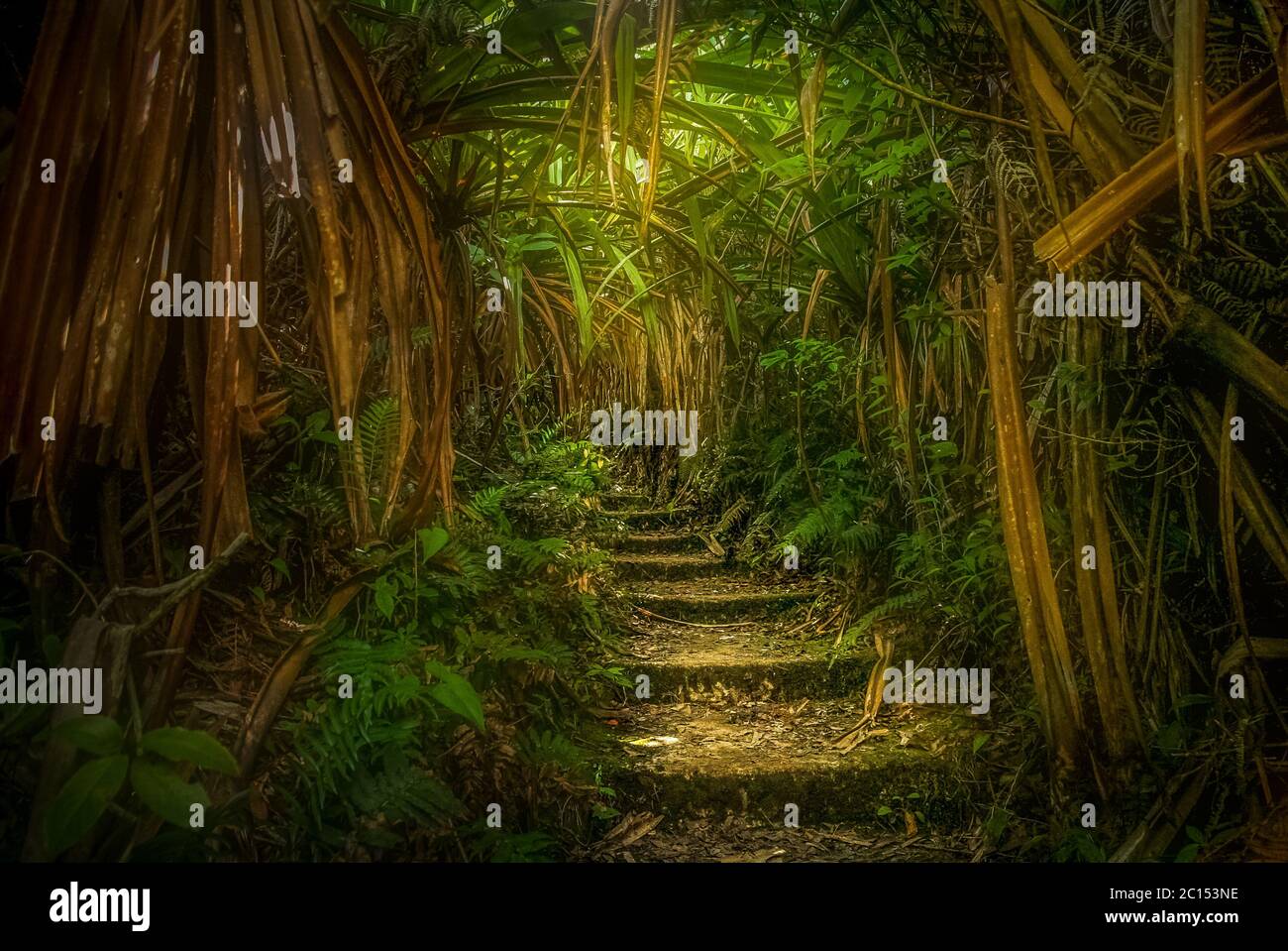 Jungle path in Sumatra Stock Photo - Alamy