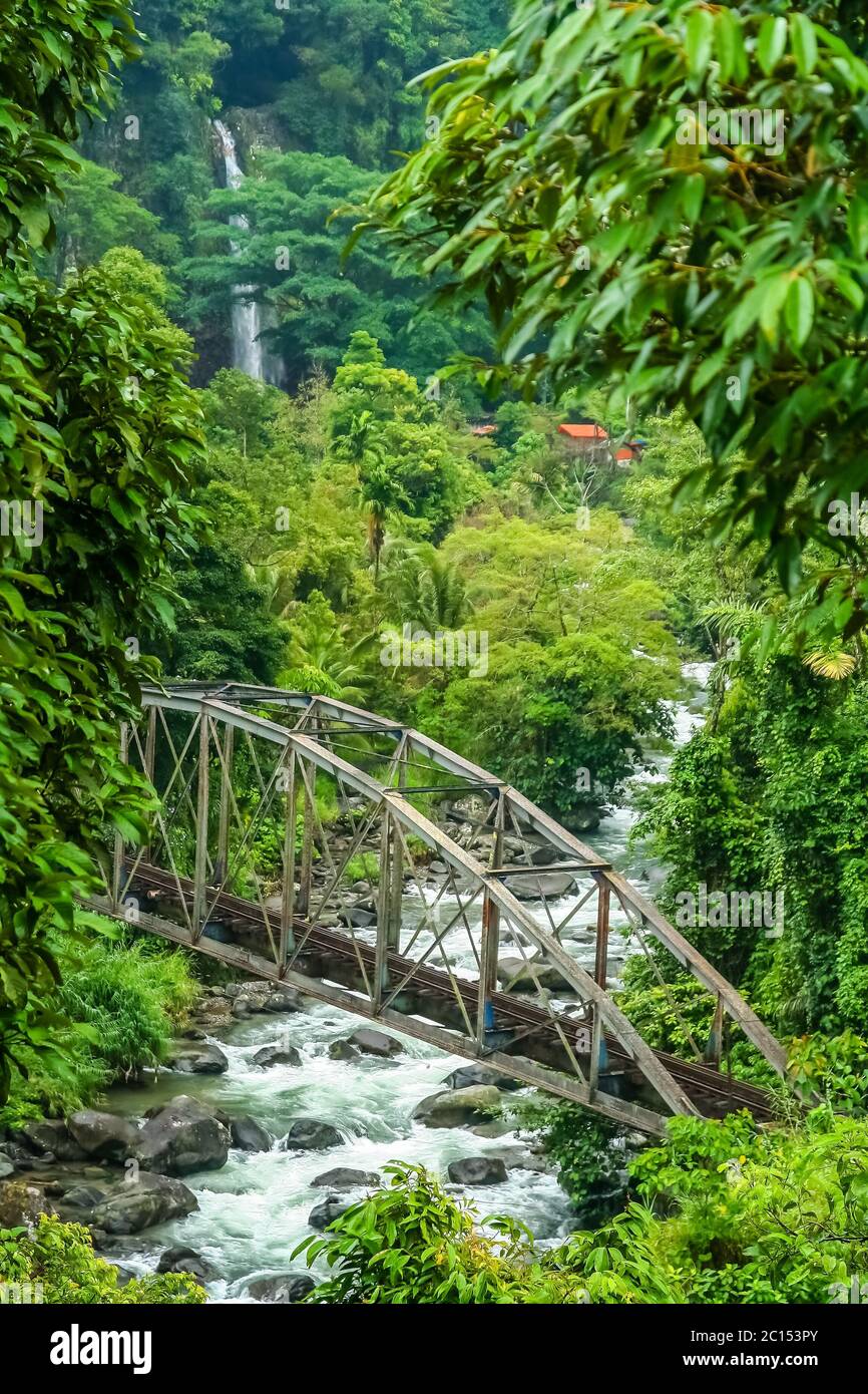 Bridge In The Jungle Stock Photo - Alamy