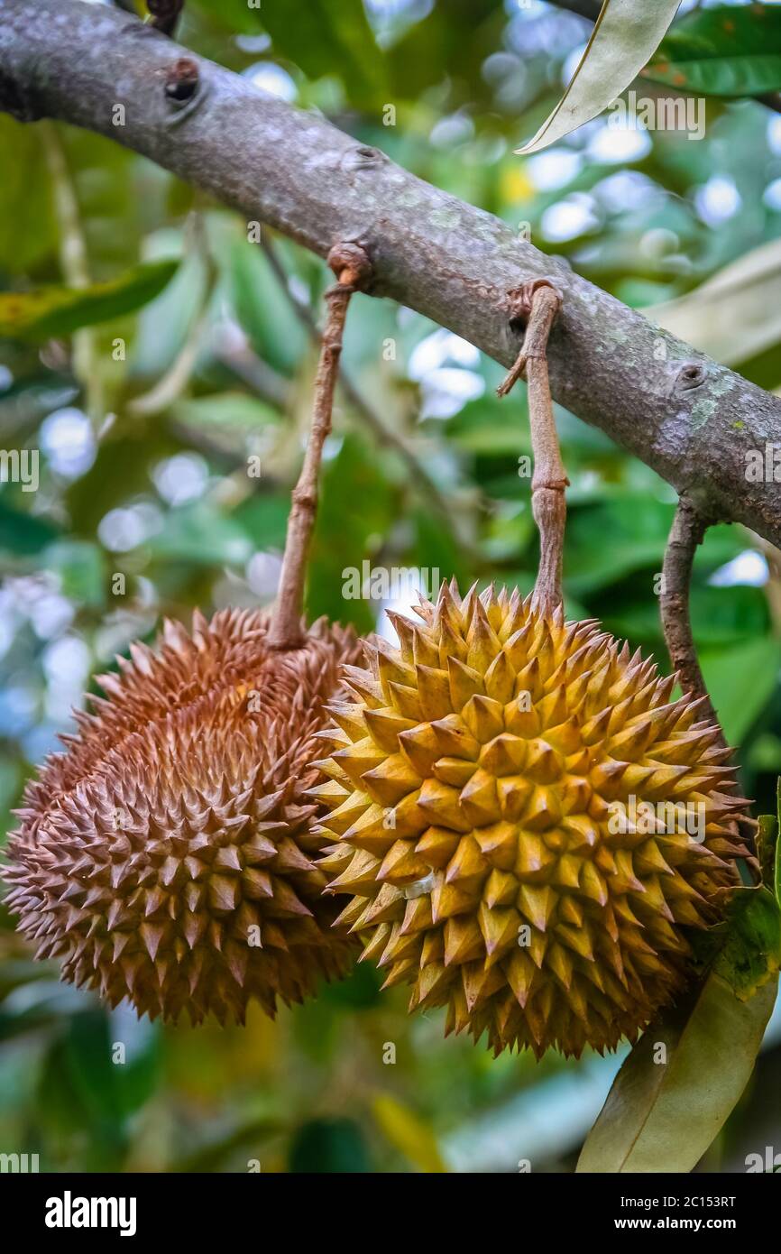 Durian friut growing on a tree Stock Photo - Alamy