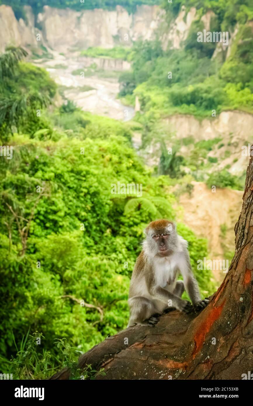 Indonesian Macaque monkey Stock Photo - Alamy