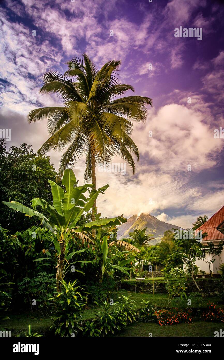 Palm and volcano Stock Photo - Alamy