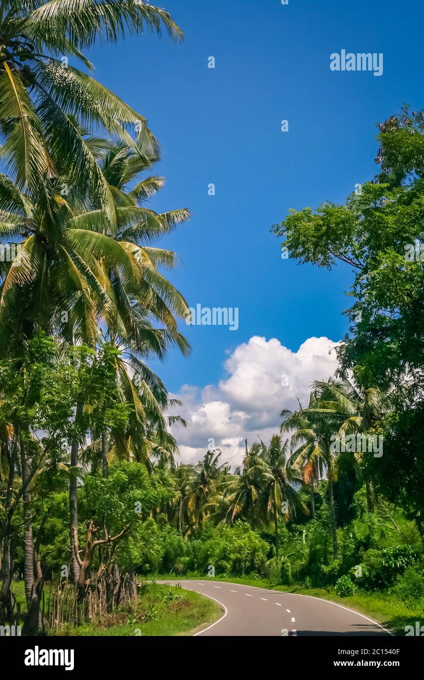 Road Through Jungle Stock Photo - Alamy
