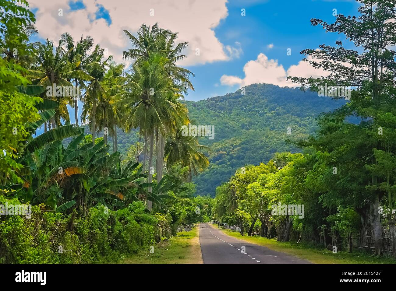 Road Through Jungle Stock Photo - Alamy