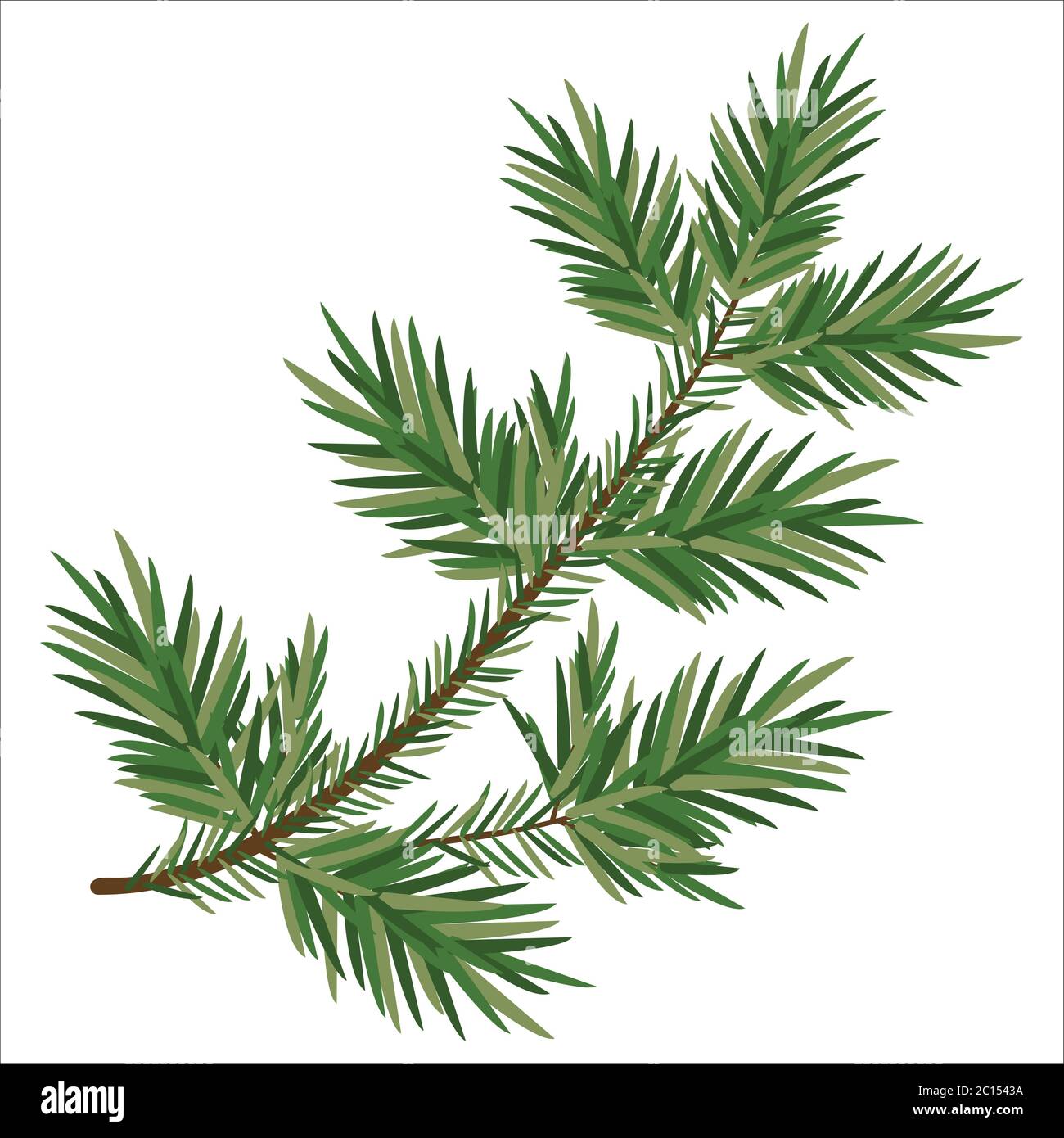 Pine Tree Branch Vector