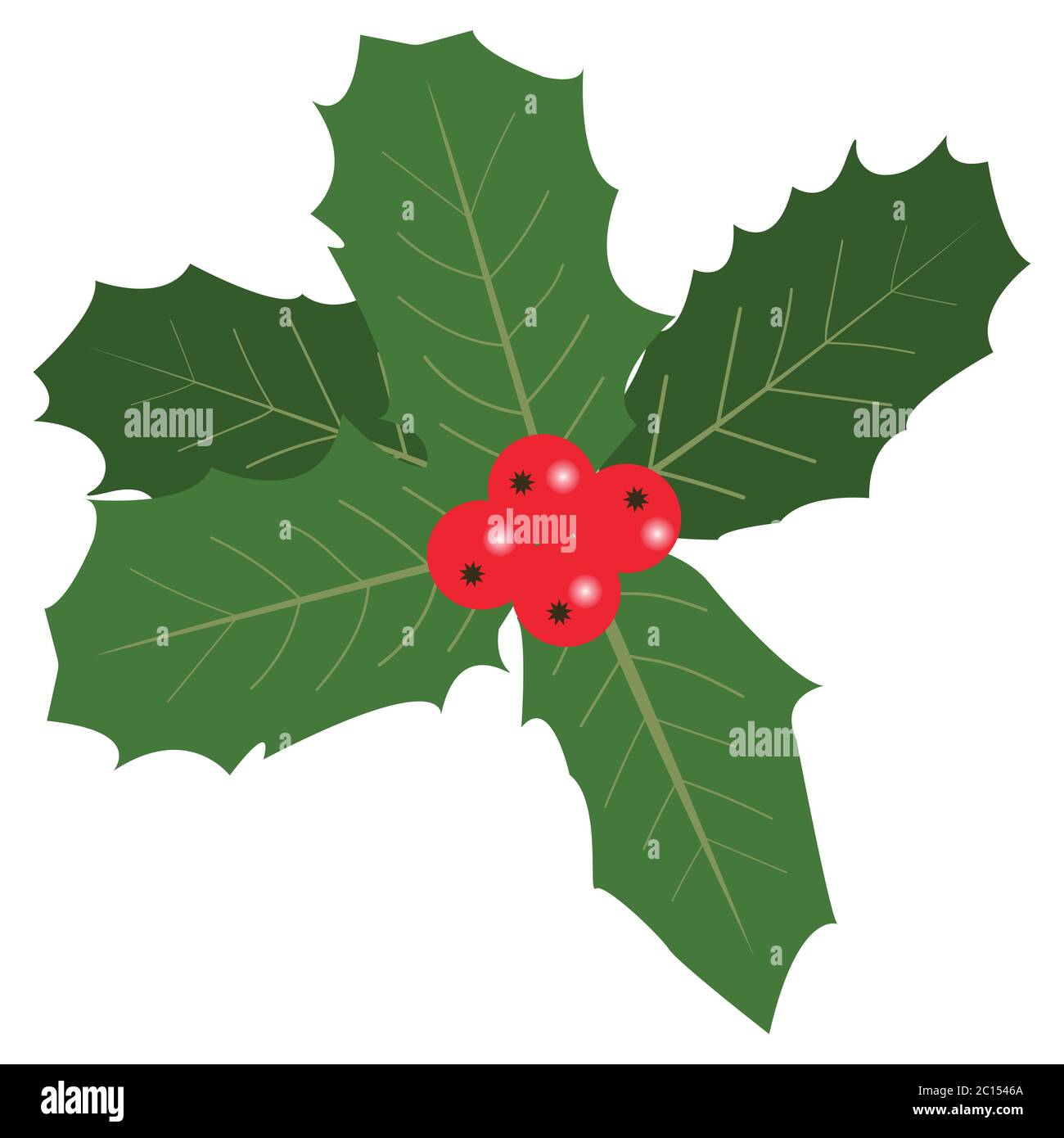 Holly berries vector vectors hi-res stock photography and images - Alamy