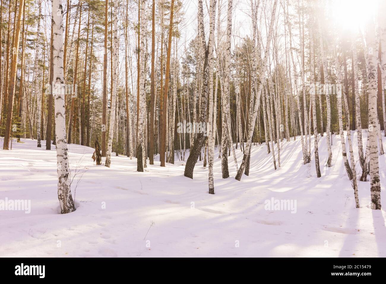 Winter Birch Wood Stock Photo - Alamy