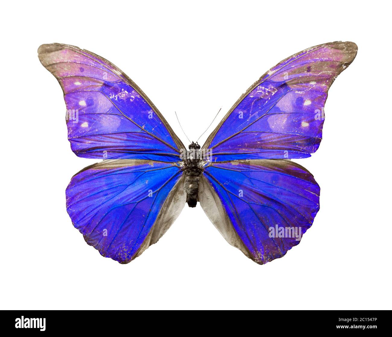 Color butterfly isolated on white background Stock Photo - Alamy